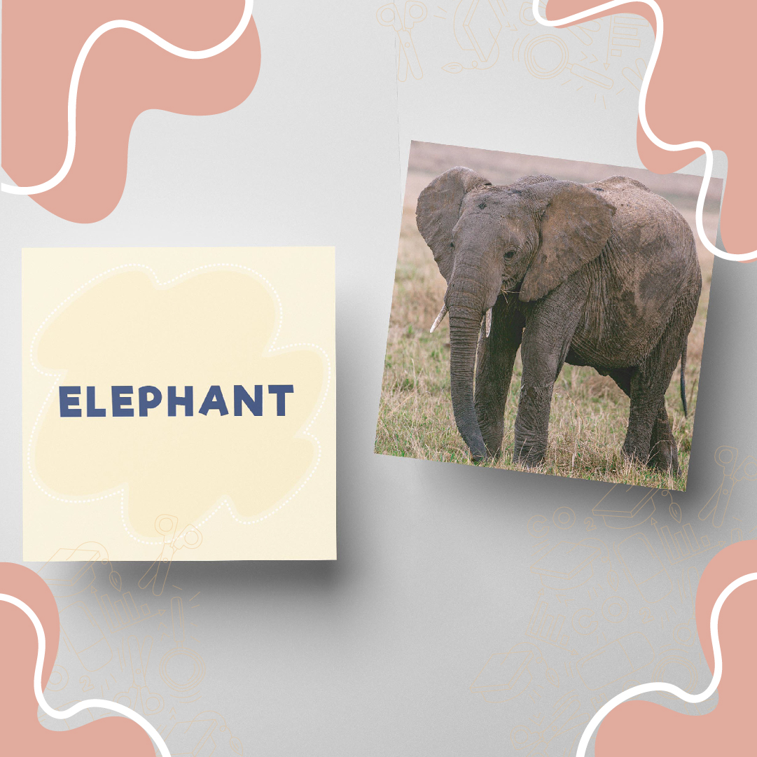 Match Animals + Irregular Verbs - Che, teacher!
